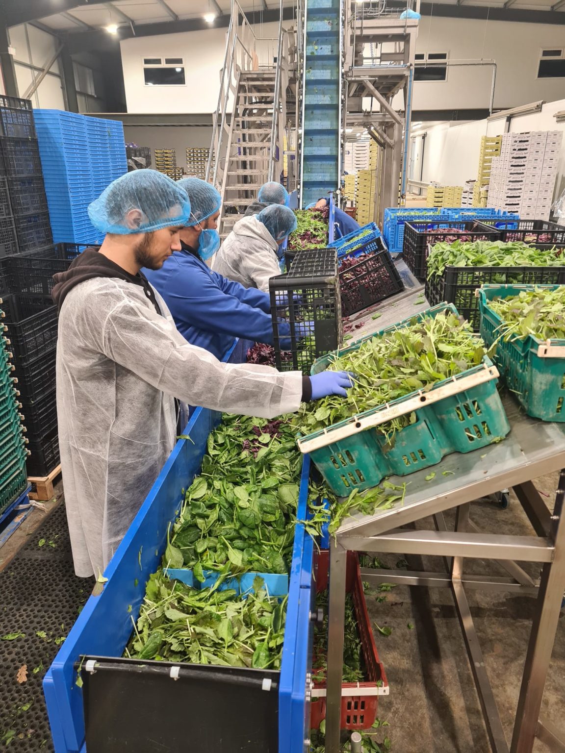 Automated Handling System For Fresh Produce | UPM Conveyors